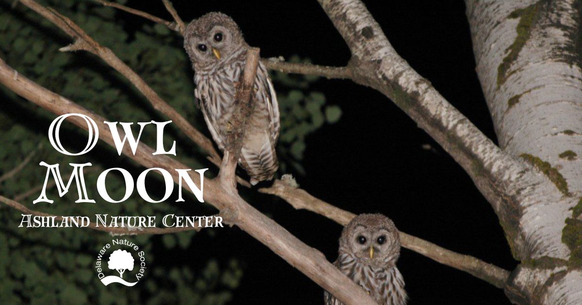 Owl Moon - IN Wilmington